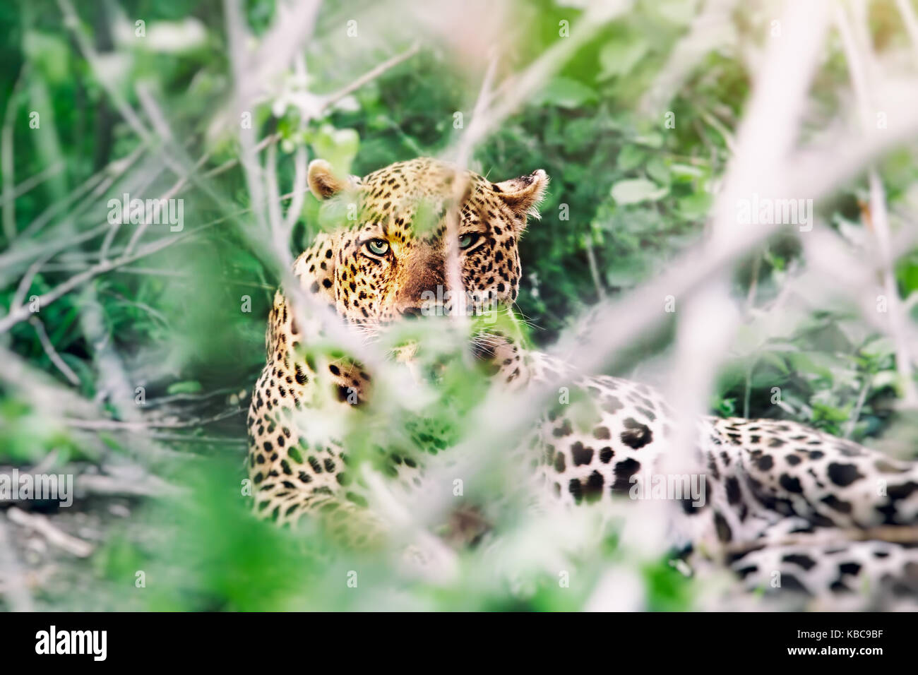 Safari, photo of a beautiful leopard lying down in the forest, great ...