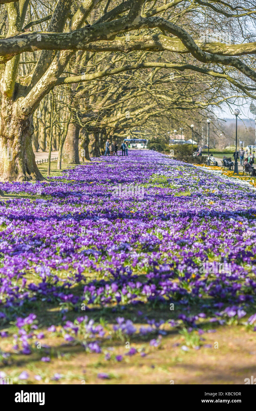 Beautiful color crocuses blooming in spring park in Szczecin Stock ...