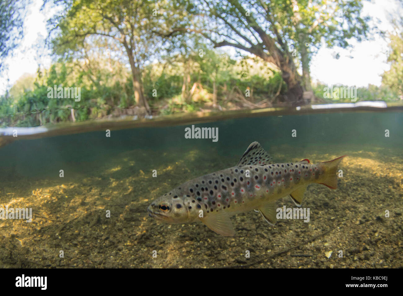 Brown trout near surface of chalk stream Stock Photo - Alamy