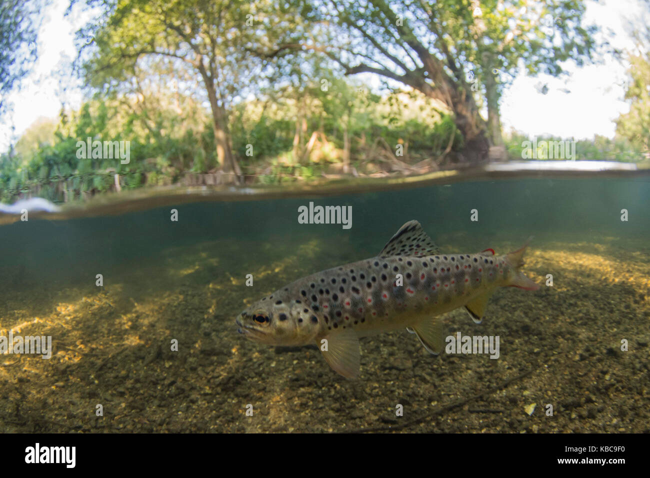 Brown trout near surface of chalk stream Stock Photo - Alamy