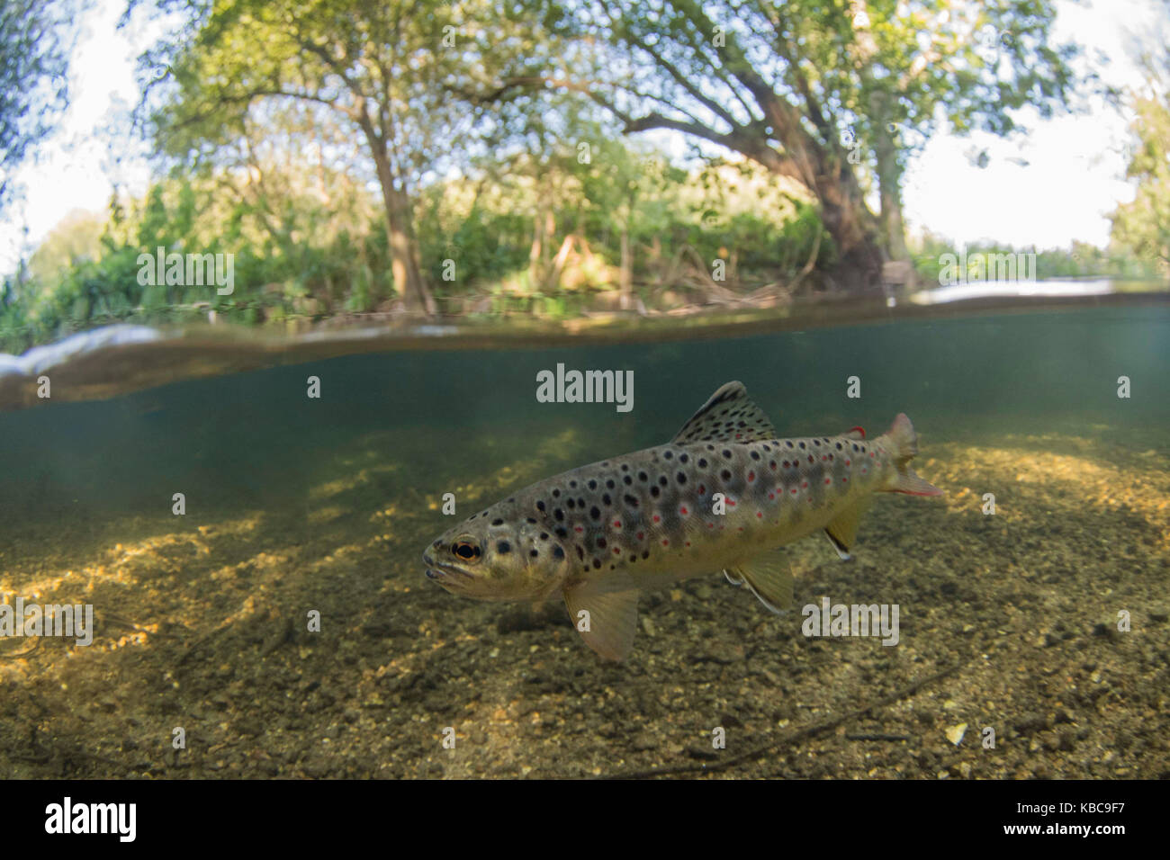 Brown trout near surface of chalk stream Stock Photo - Alamy