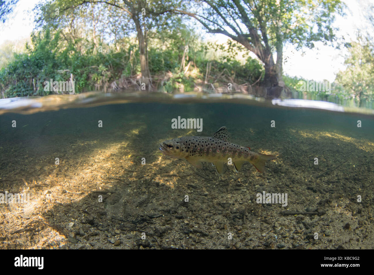 Brown trout near surface of chalk stream Stock Photo - Alamy