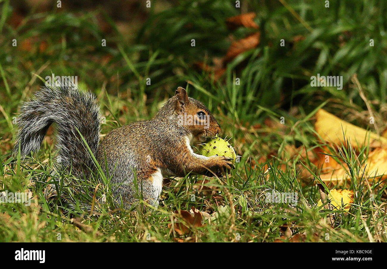 A squirrel attempts to peel a chestnut in Dublin's Phoenix park Stock ...