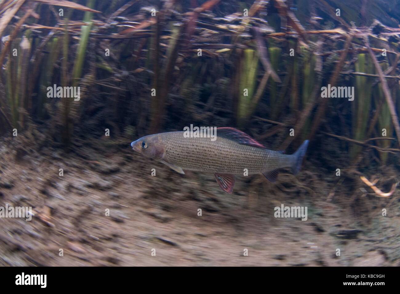 Chalk river dorset hi-res stock photography and images - Alamy