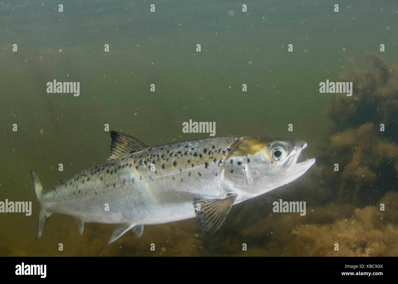 Atlantic salmon underwater hi-res stock photography and images - Alamy