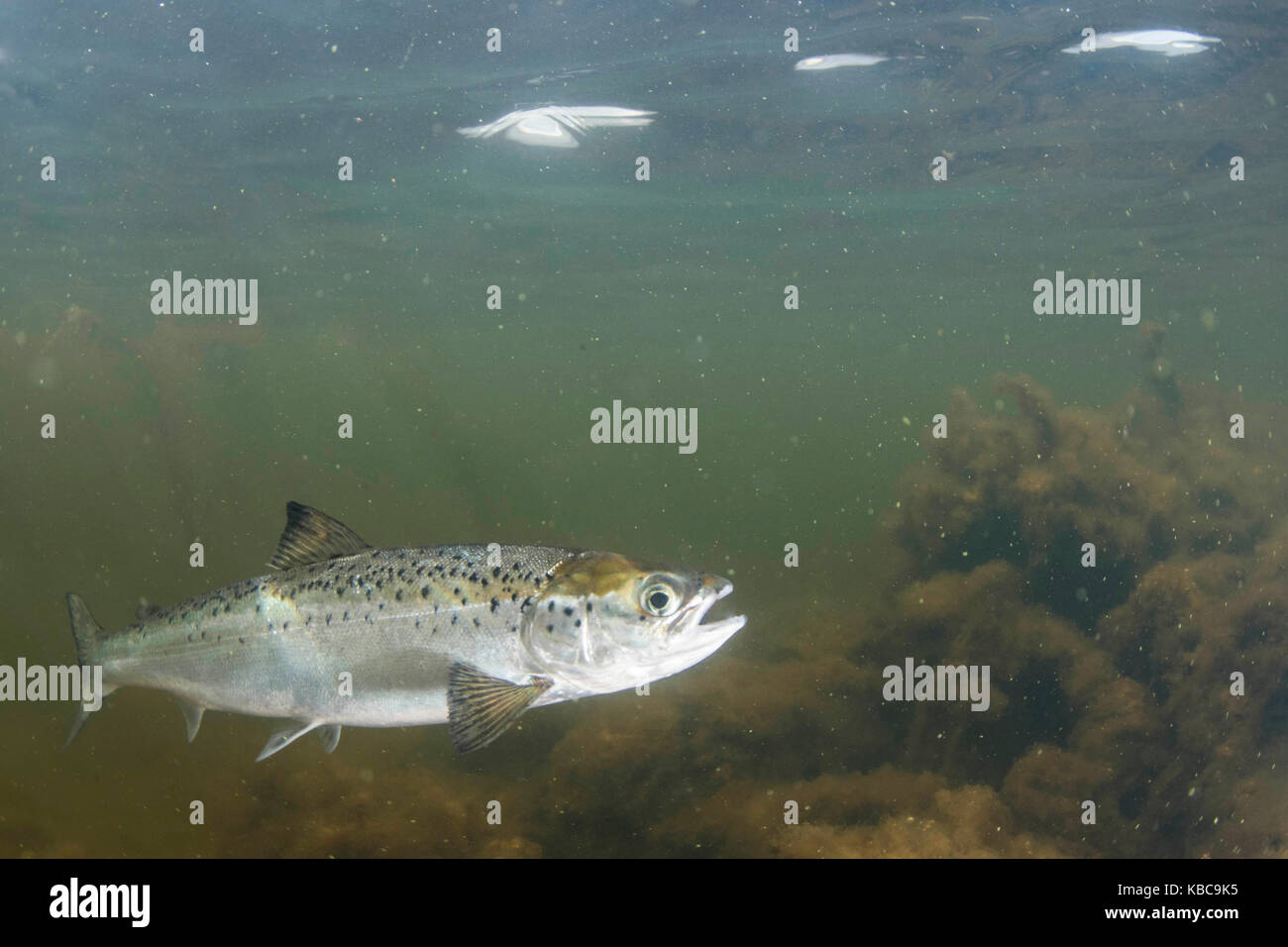 Atlantic salmon smolt Stock Photo - Alamy