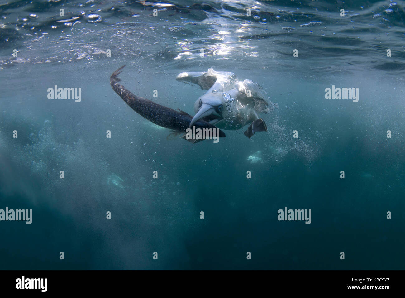 Gannet diving underwater hi-res stock photography and images - Alamy