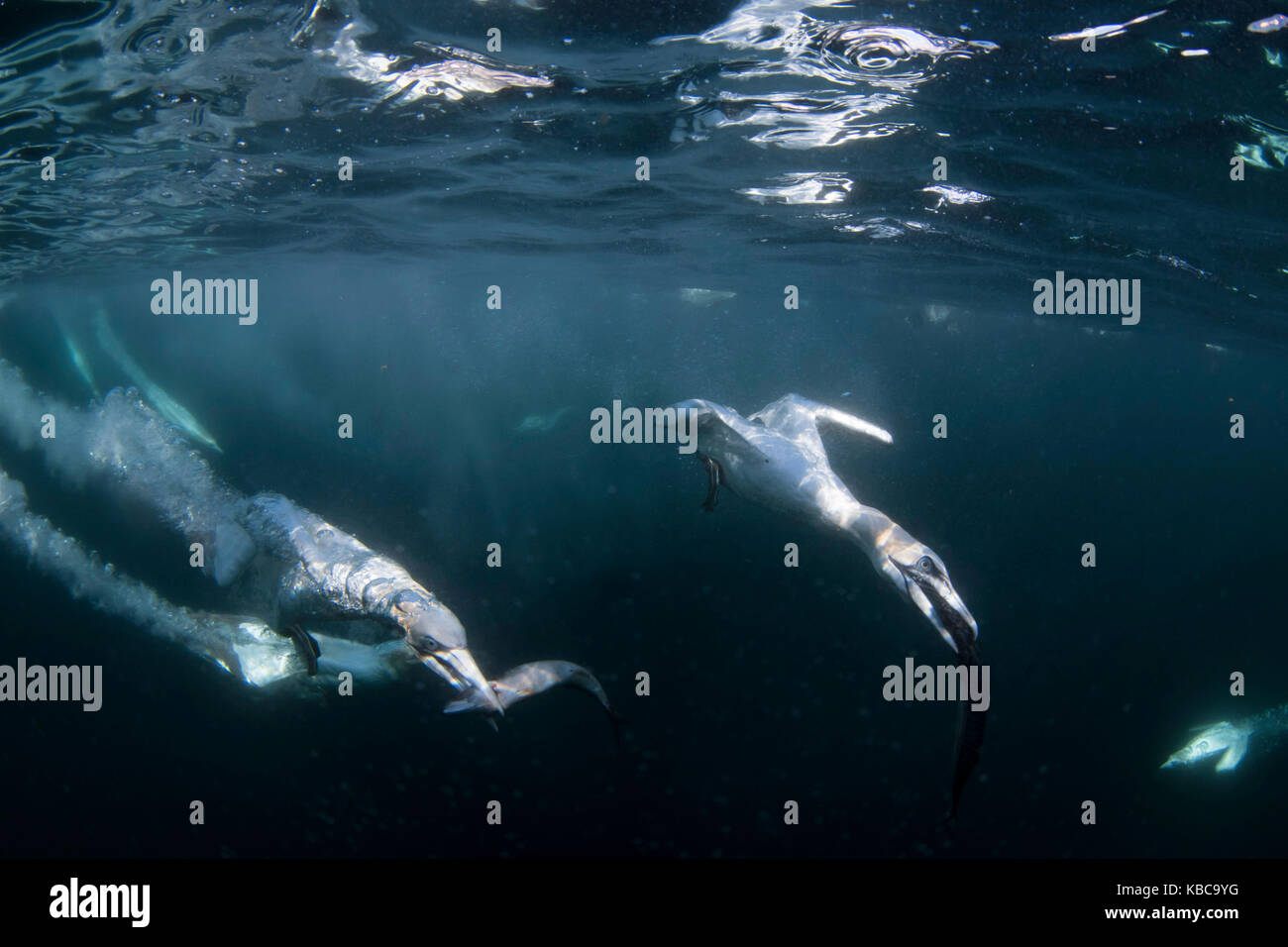 Gannet diving underwater hi-res stock photography and images - Alamy