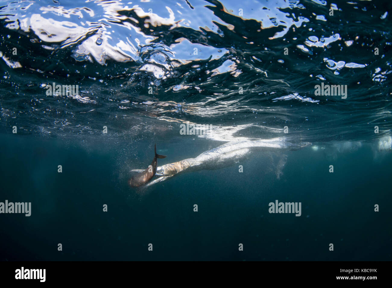 Gannets diving for fish Stock Photo - Alamy