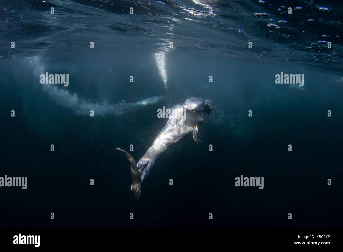 Gannets diving for fish Stock Photo - Alamy