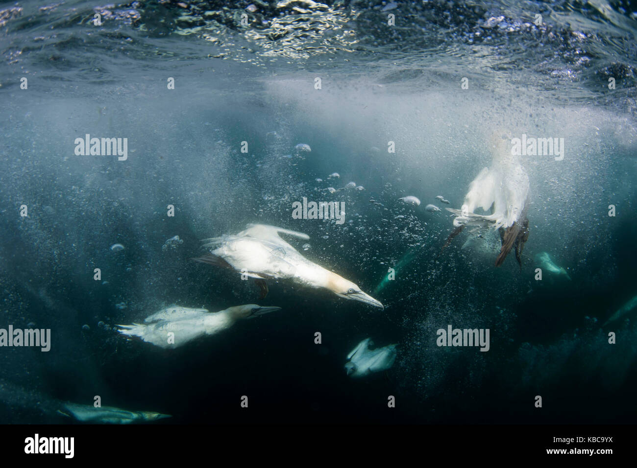 Gannets diving for fish Stock Photo - Alamy