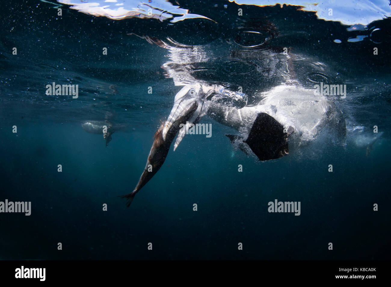 Gannet Diving Underwater High Resolution Stock Photography and Images ...