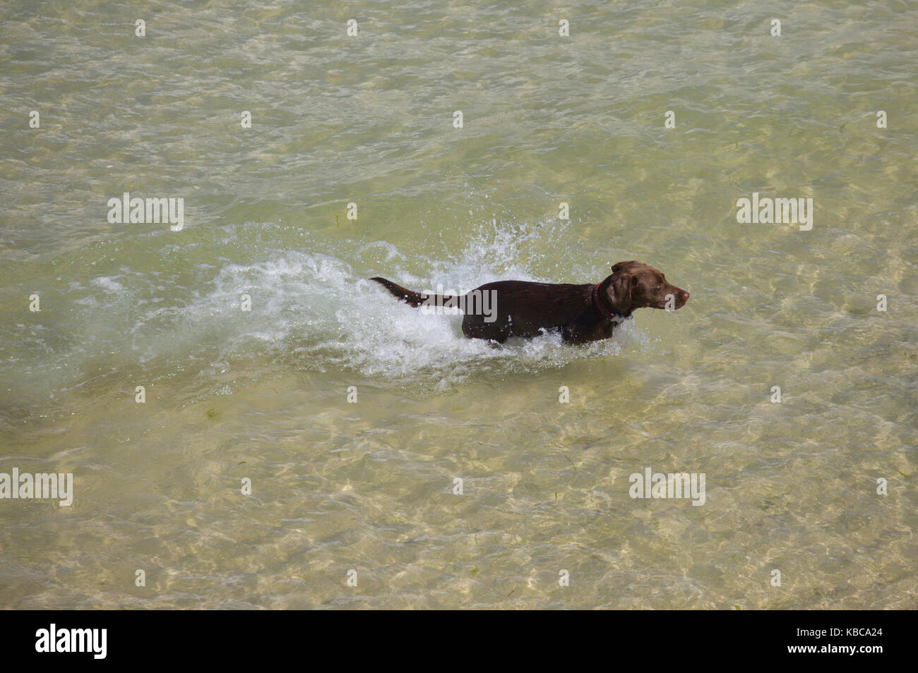 Dog running through shallow sea water on a beach Stock Photo - Alamy