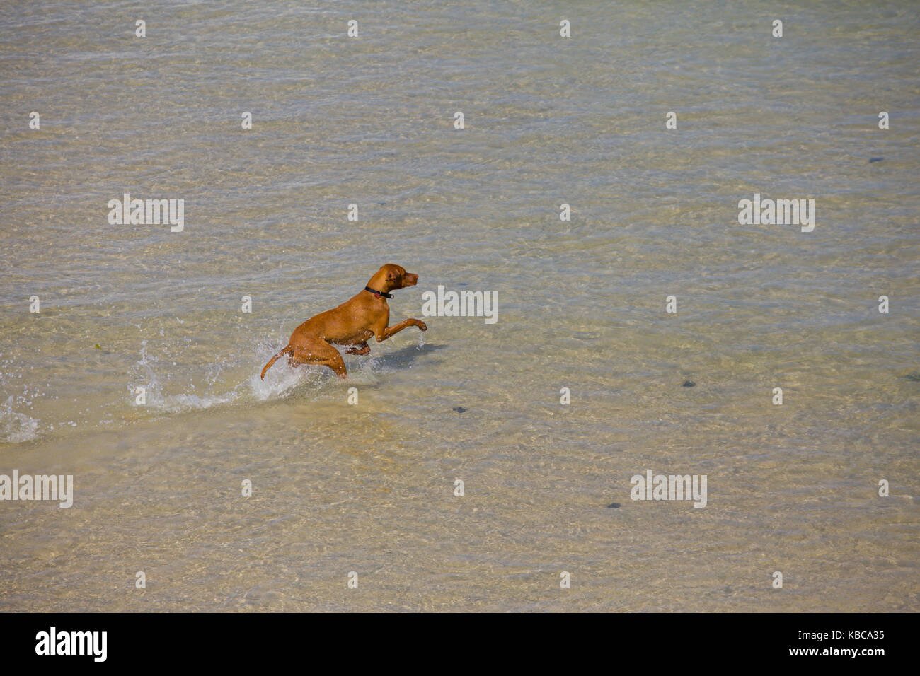 Dog running through shallow sea water on a beach Stock Photo - Alamy