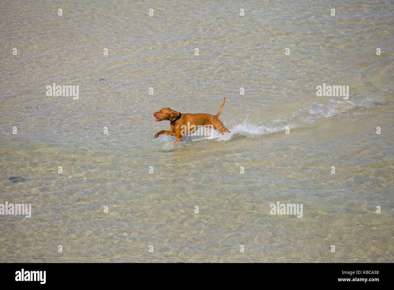 Dog running through shallow sea water on a beach Stock Photo - Alamy