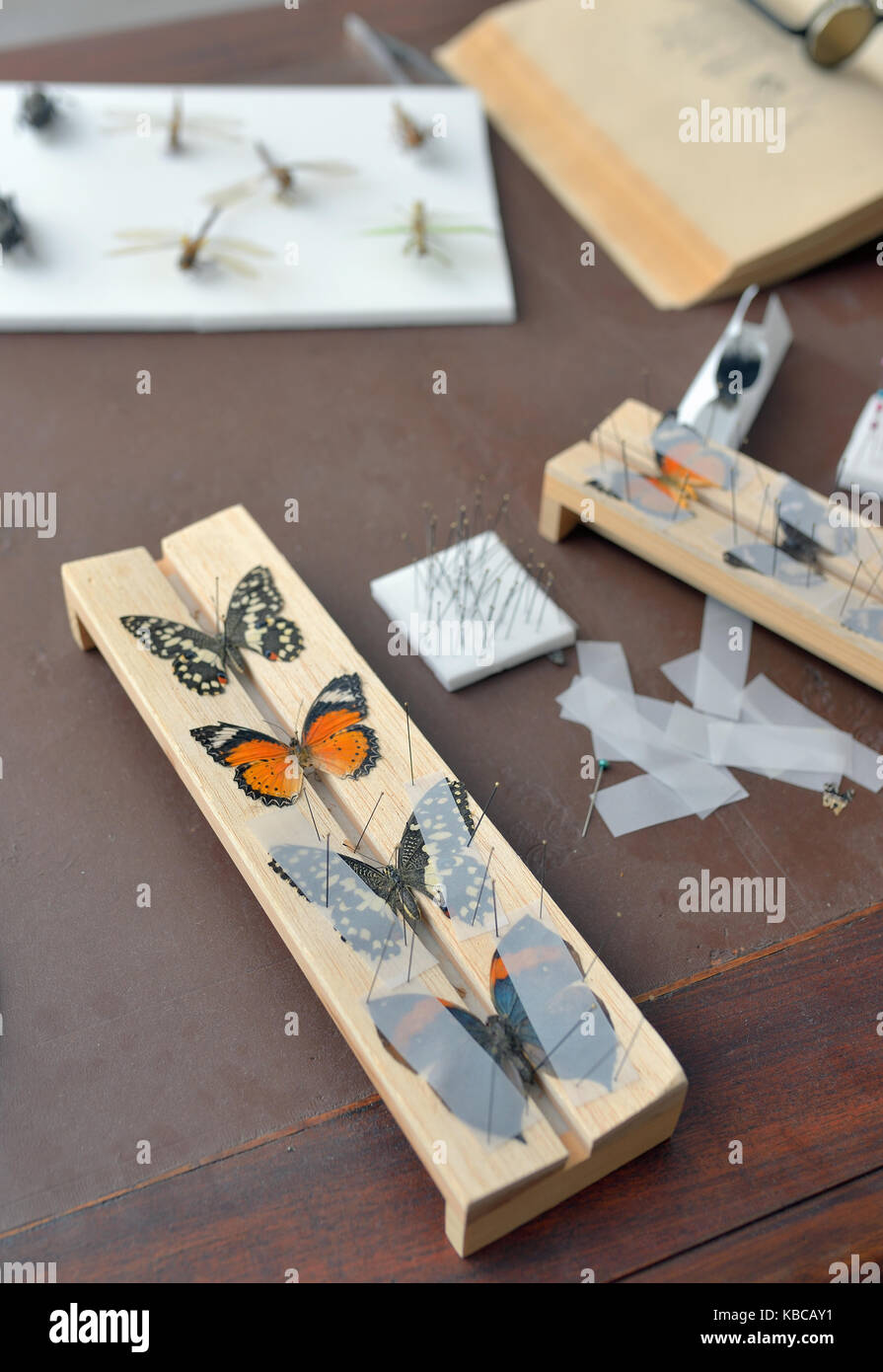 Entomologist office with Tools for Insect Collecting Stock Photo - Alamy