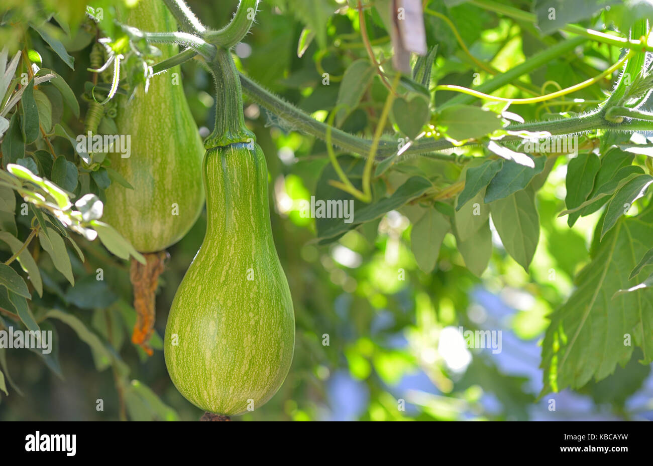 Green unripe pumpkin in garden Stock Photo - Alamy