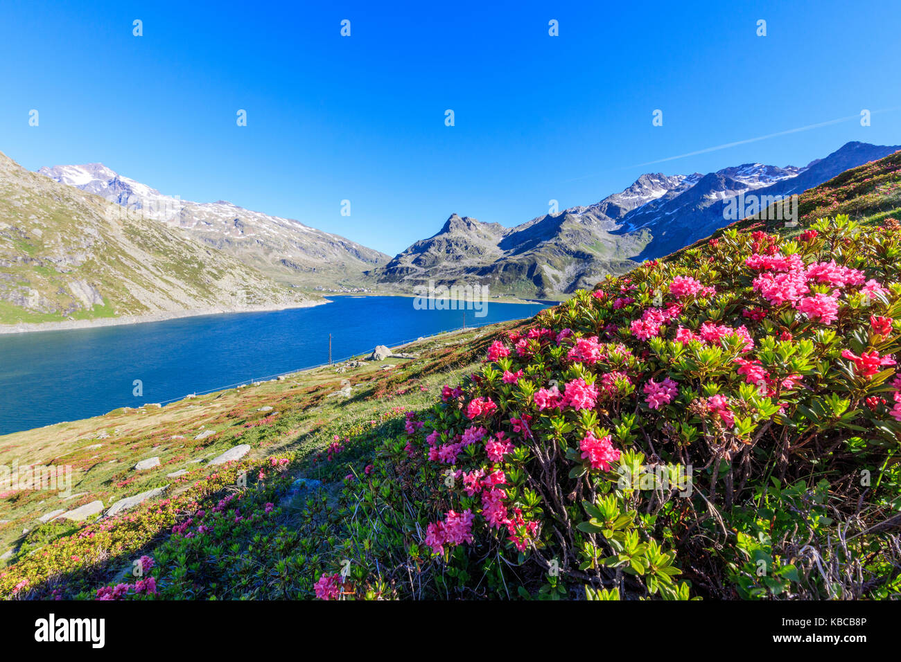 Rhododendrons on the shores of the basin, Montespluga, Chiavenna Valley ...