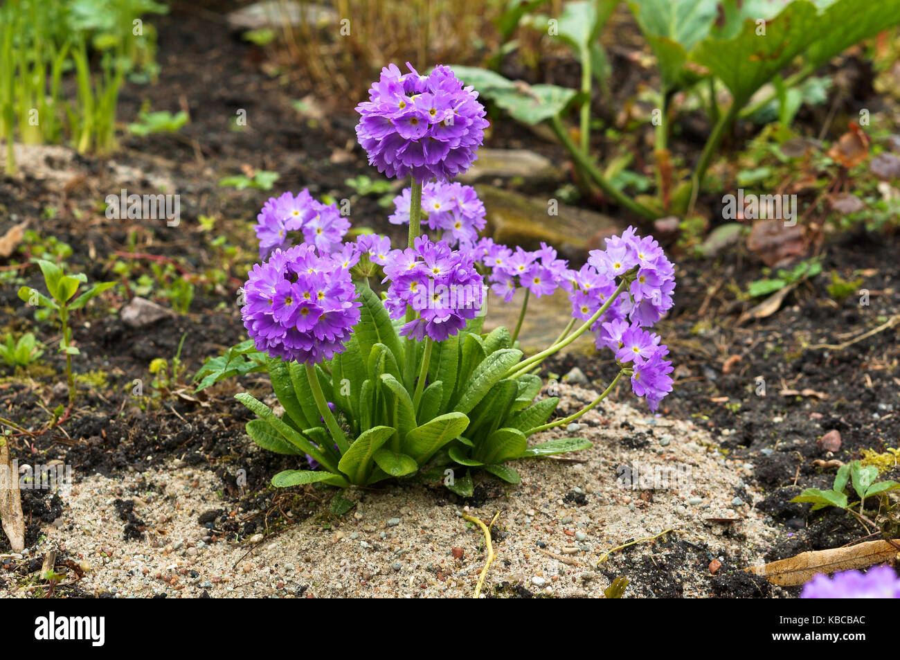 Botanical garden, the beautiful flowers in bloom and delight in the ...