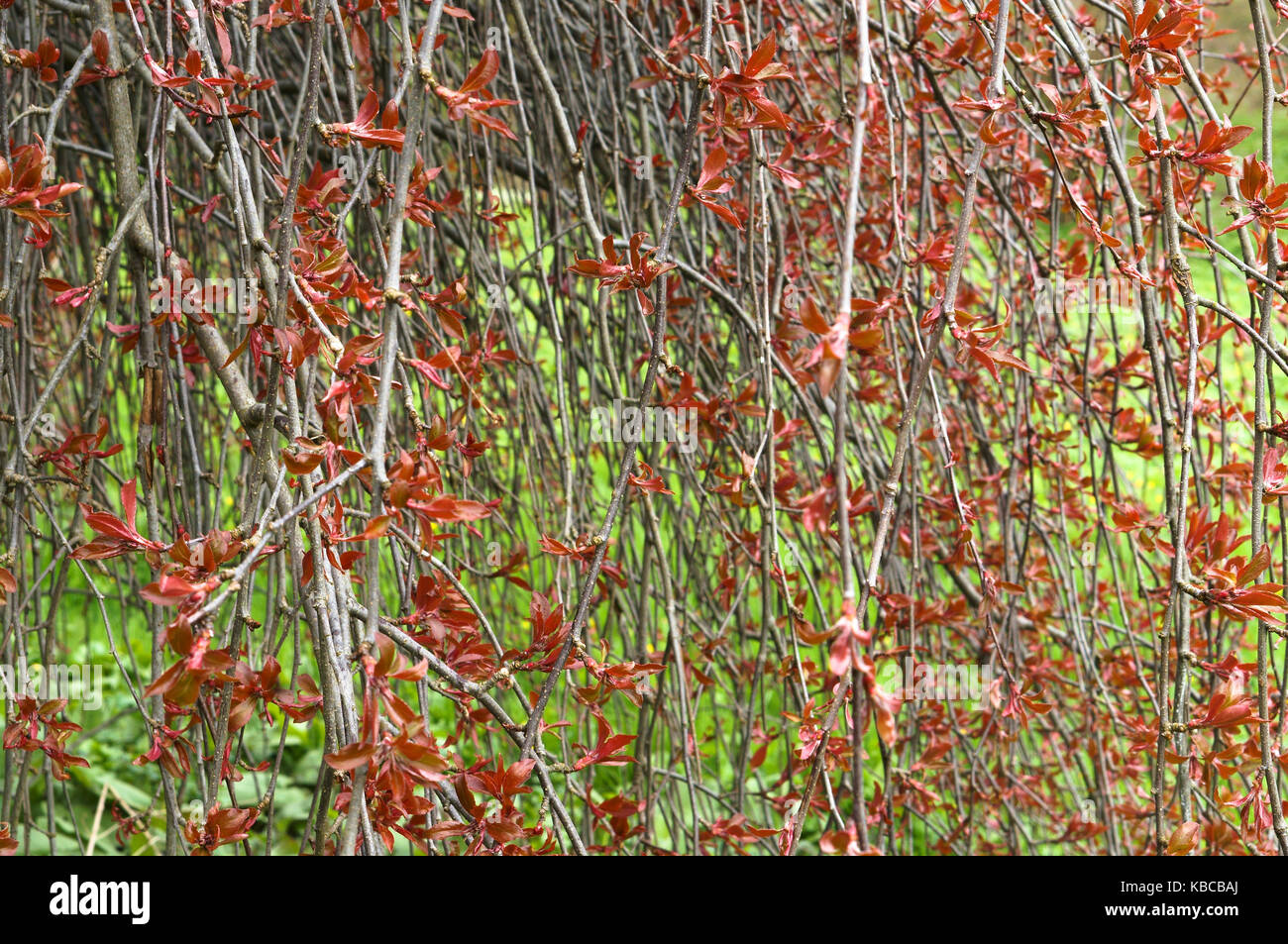 small red leaves on branches of shrub in early spring Stock Photo - Alamy