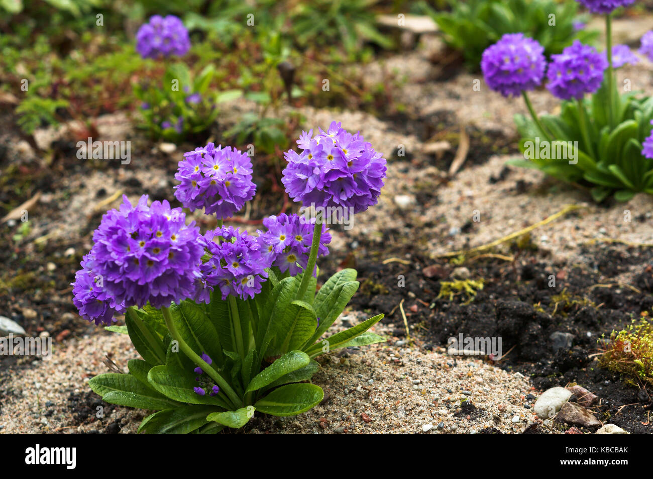 Botanical garden, the beautiful flowers in bloom and delight in the ...