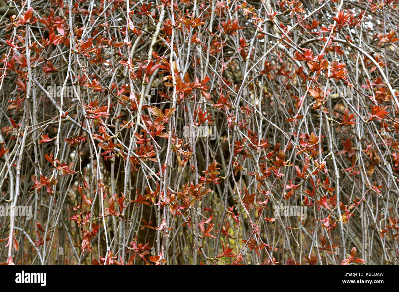 Flora design hi-res stock photography and images - Alamy