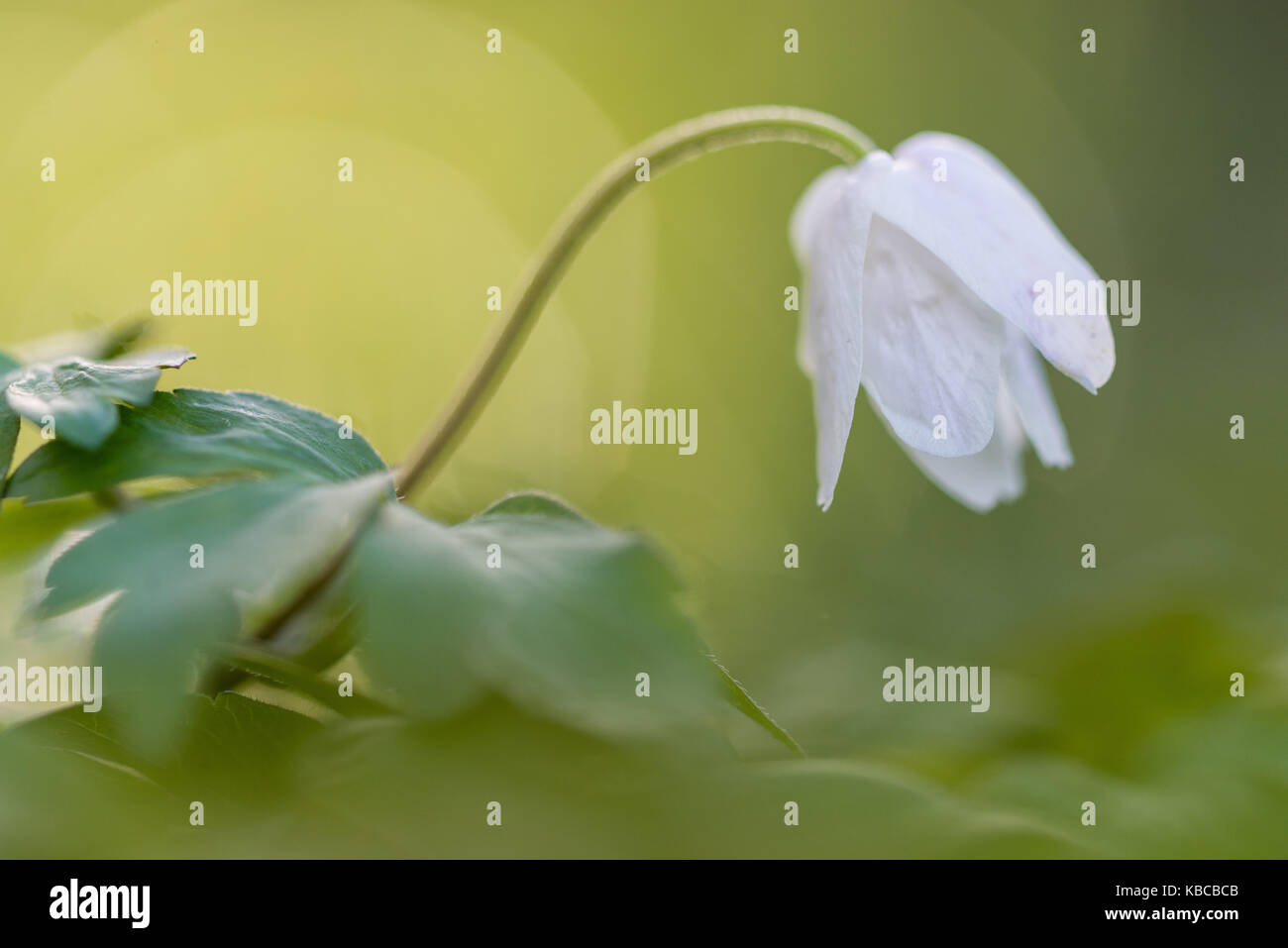 Wood anemone (Anemone nemorosa) flowering, head closed, at sunset ...