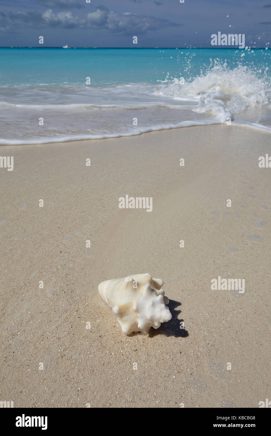 Conch providenciales turks caicos hi-res stock photography and images ...