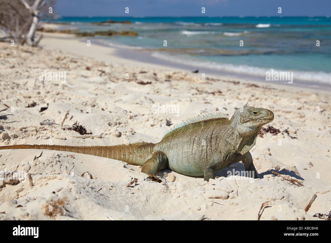 A Turks and Caicos rock iguana (Cyclura carinata), on Little Water Cay ...