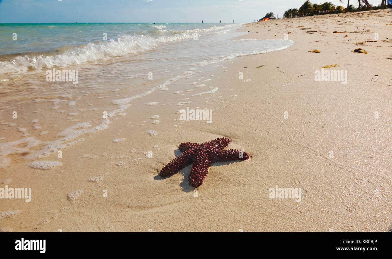 Long bay beach turks and caicos hi-res stock photography and images - Alamy