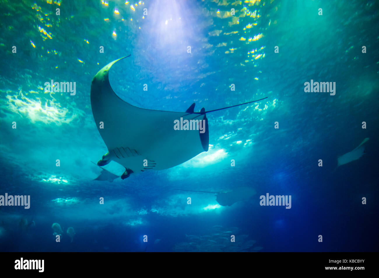 Deep sea manta ray hi-res stock photography and images - Alamy