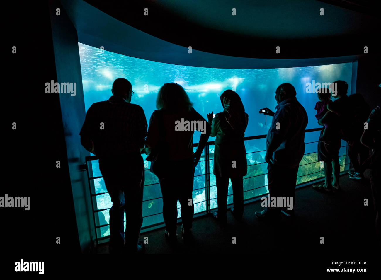Lisbon Oceanarium Portugal Stock Photo - Alamy