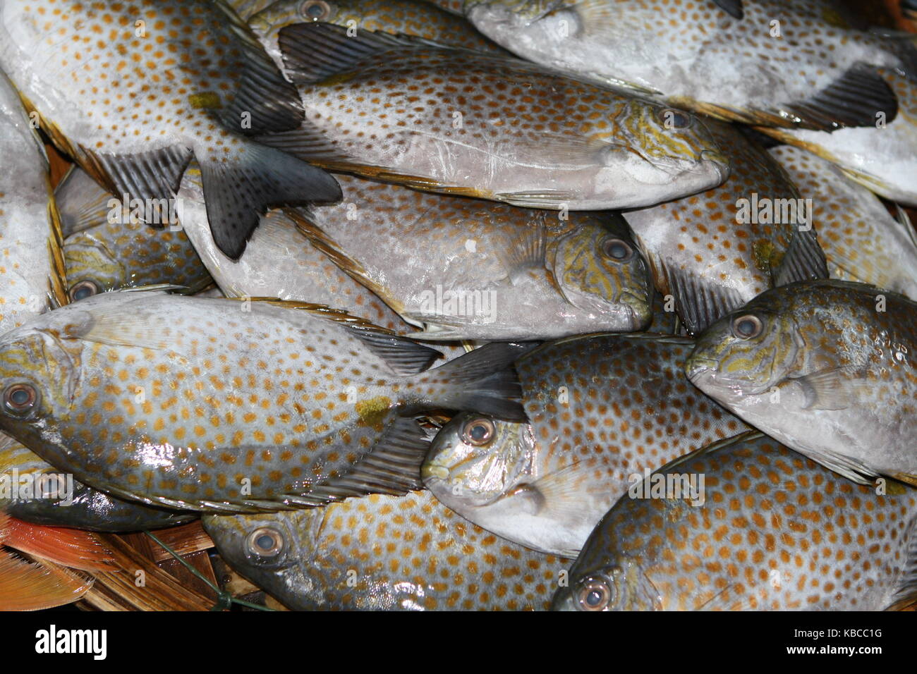 Meeresfisch hi-res stock photography and images - Alamy