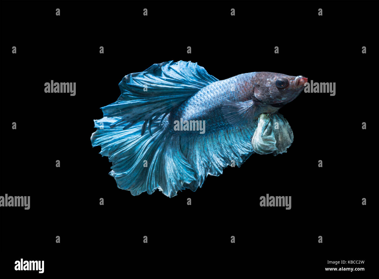 Betta splendens,Emotion of beautiful blue fighting fish isolated on ...