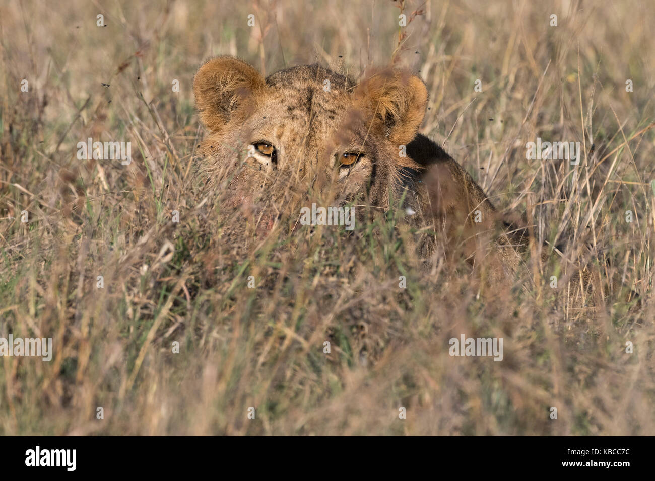 A lion (Panthera leo) hiding in tall grass, Tsavo, Kenya, East Africa ...