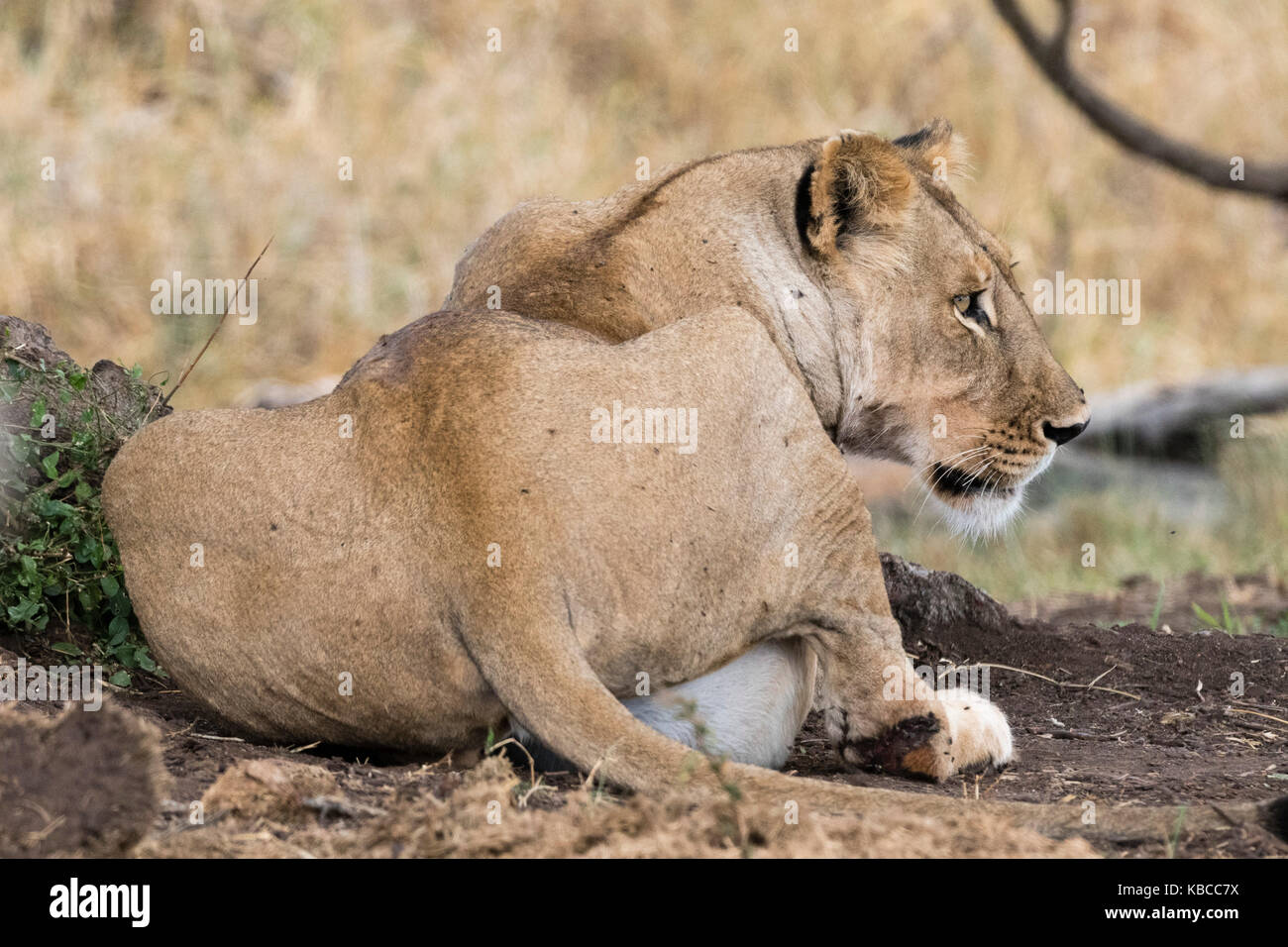 Lion with full stomach hi-res stock photography and images - Alamy