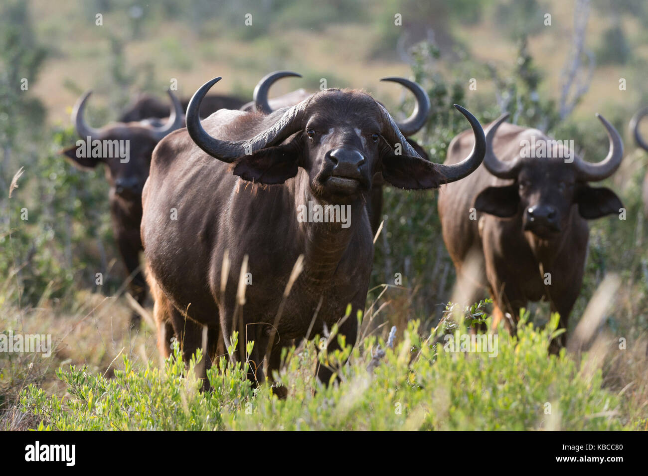 Portrait african buffalo syncerus hi-res stock photography and images ...