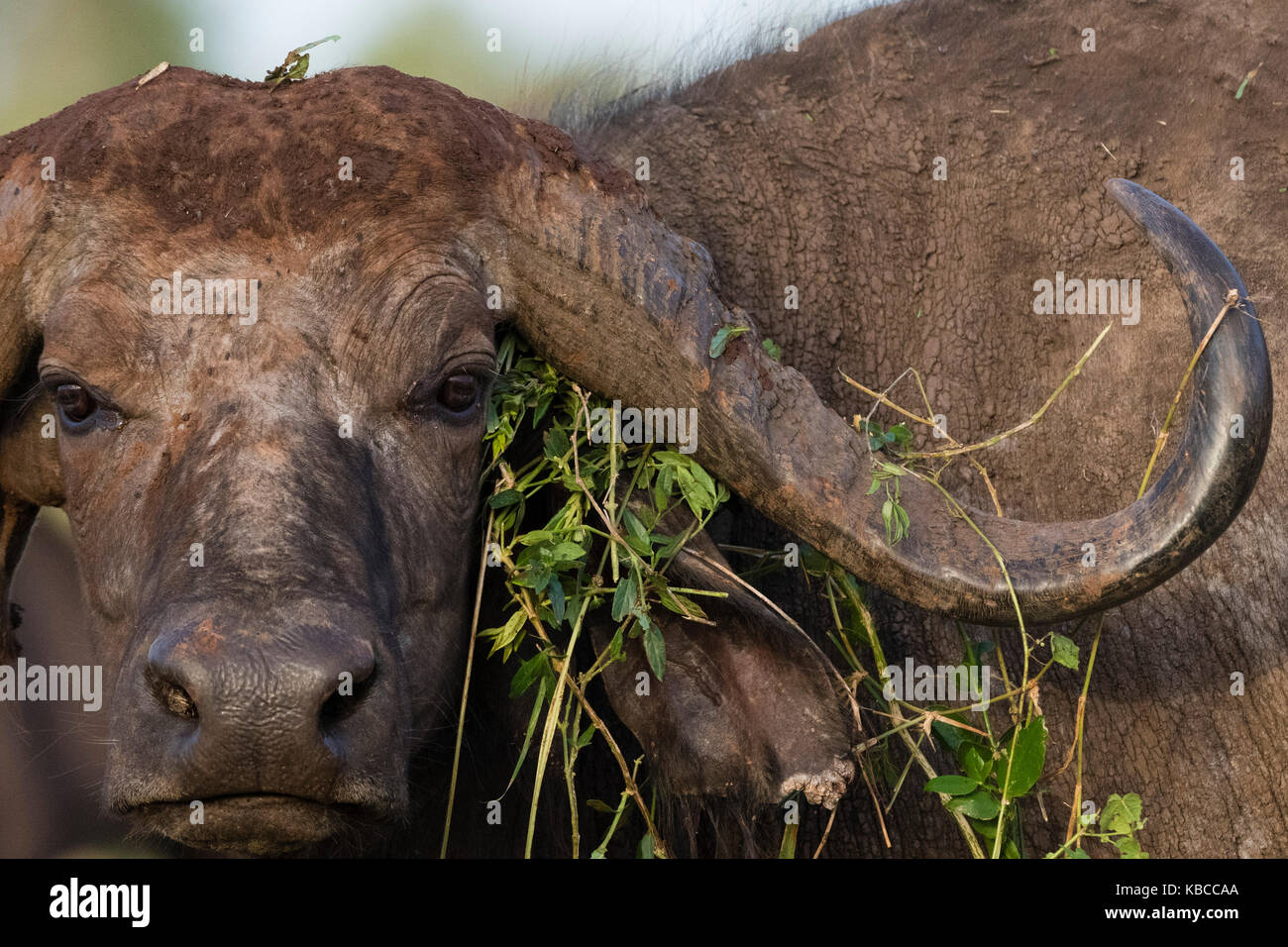 Buffalo eyes close up hi-res stock photography and images - Alamy