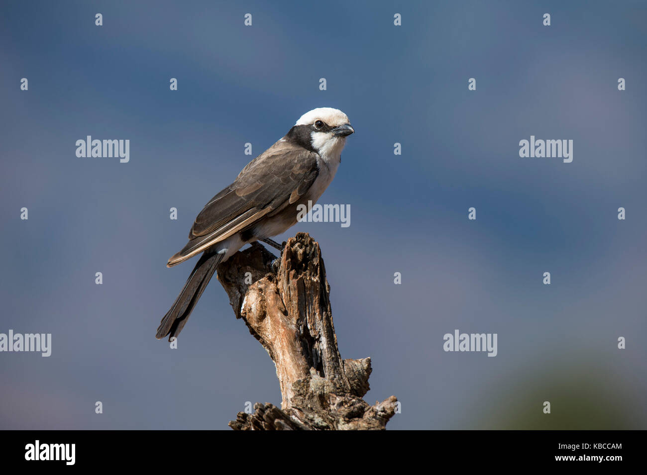 A northern white-crowned shrike (Eurocephalus rueppelli), perching ...