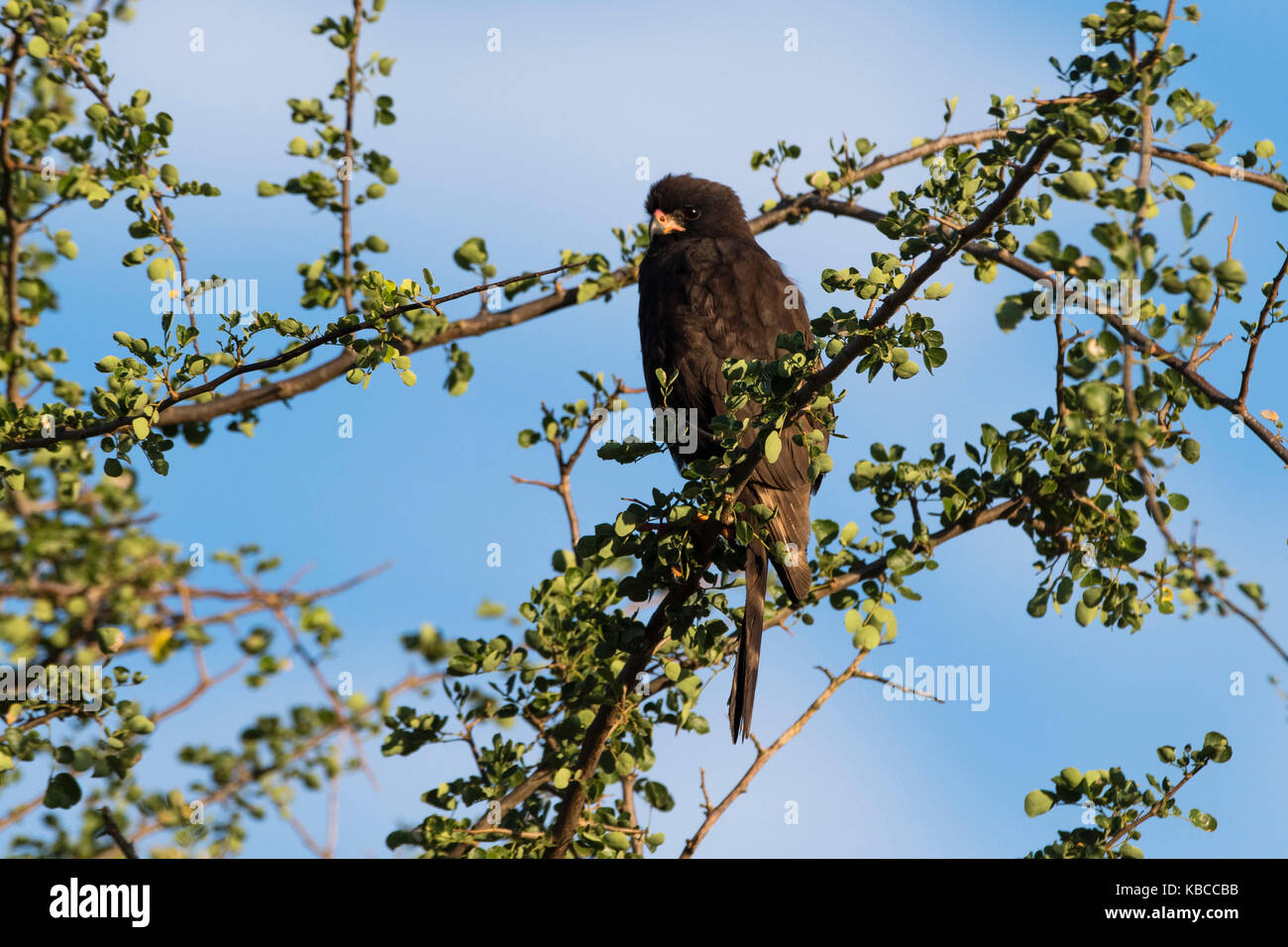 A melanistic Gabar goshawk (Micronisus gabar), on a tree top, Tsavo ...