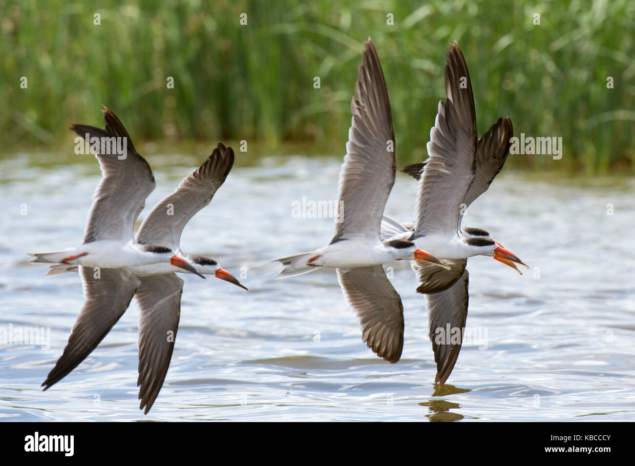 African skimmers (Rynchops flavirostris) in flight over Lake Gipe ...