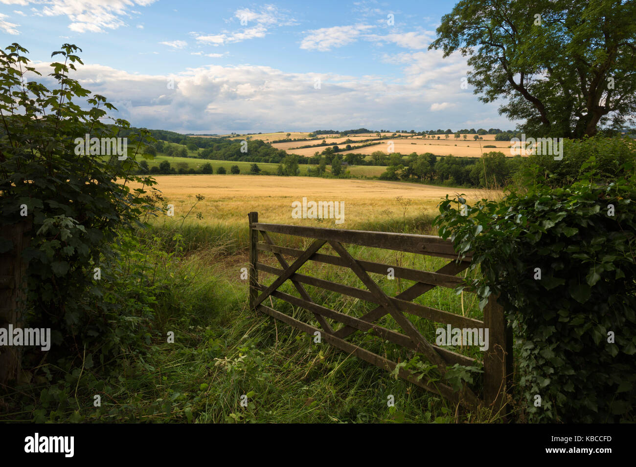 Five bar gate opening on to barley fields, Guiting Power, Cotswolds ...