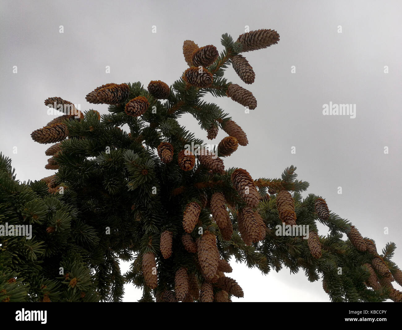 cedar with fruits Stock Photo - Alamy