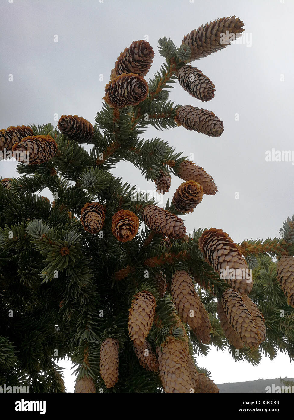 cedar with fruits Stock Photo - Alamy