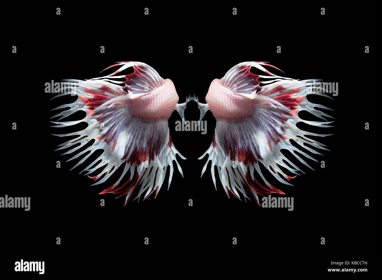 back side of Siamese fighting fish (white and red crown tails fighting ...