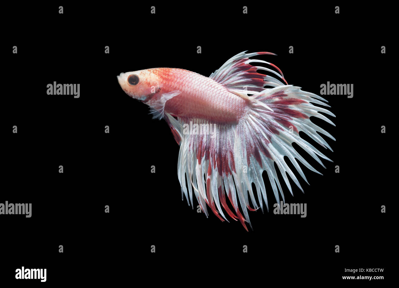 Macro photo of Siamese fighting fish ( white and red crown tails ...