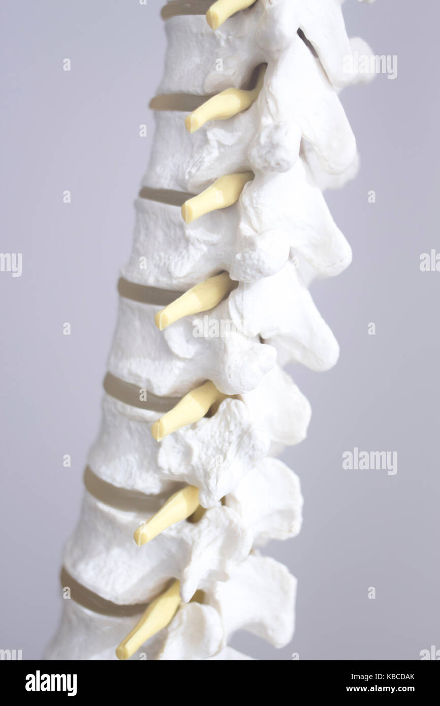 Human spine vertebra spinal column medical teaching model showing bones ...