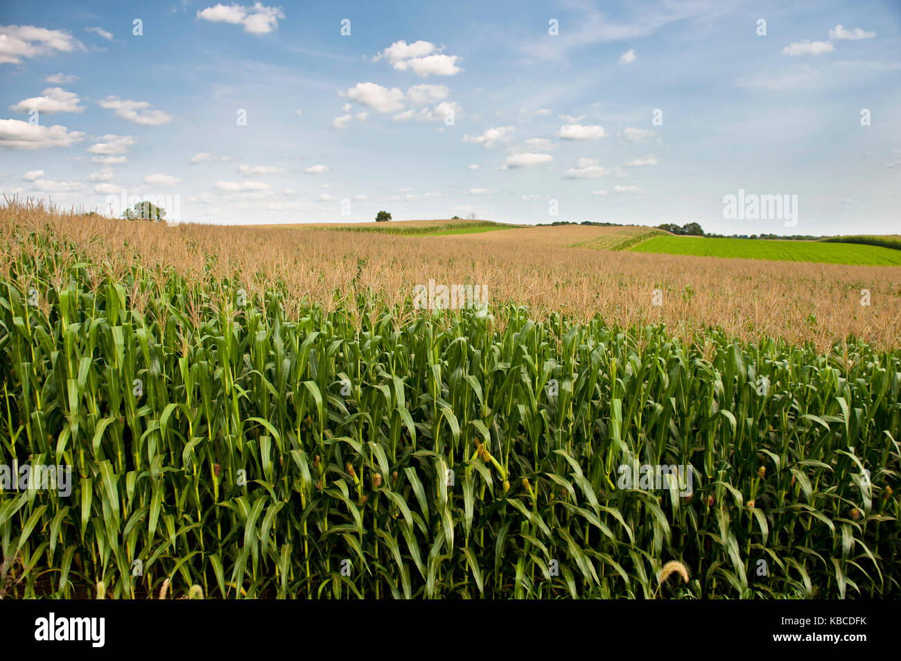VIEW OF MATURE CORN FIELD IN AUGUST,PENNSYLVANIA Stock Photo - Alamy