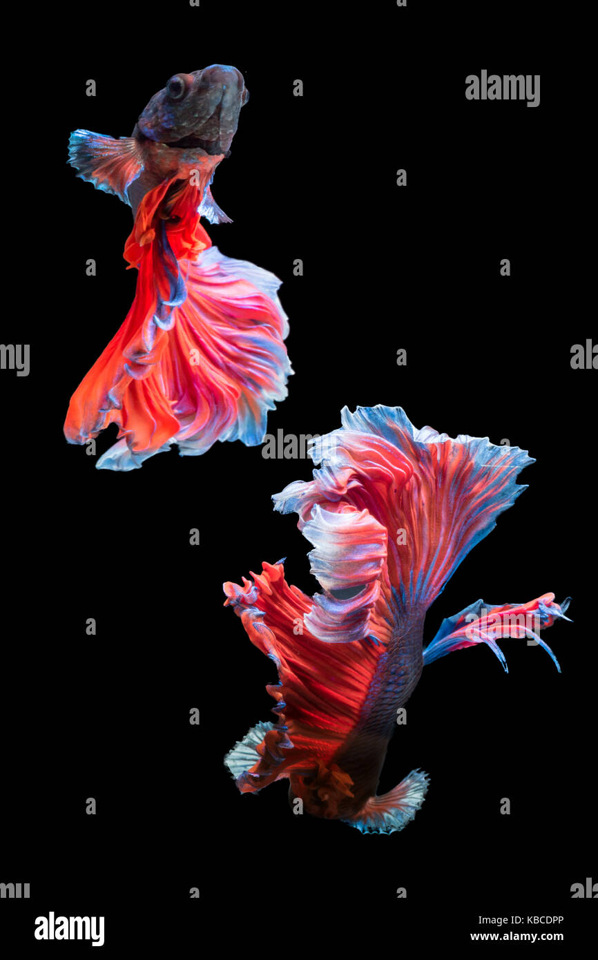 Beautiful Red Fish Wallpaper
