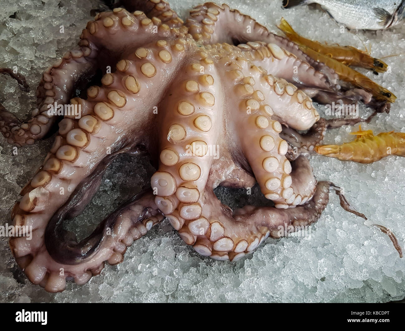 View at the fresh octopus on ice Stock Photo - Alamy